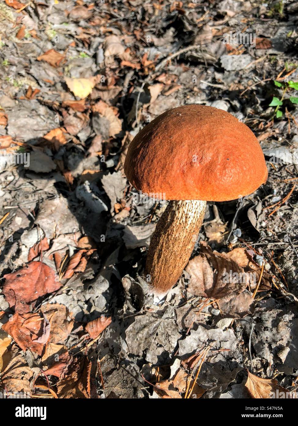 Single red orange cap Leccinum aurantiacum red-capped scaber stalk ...