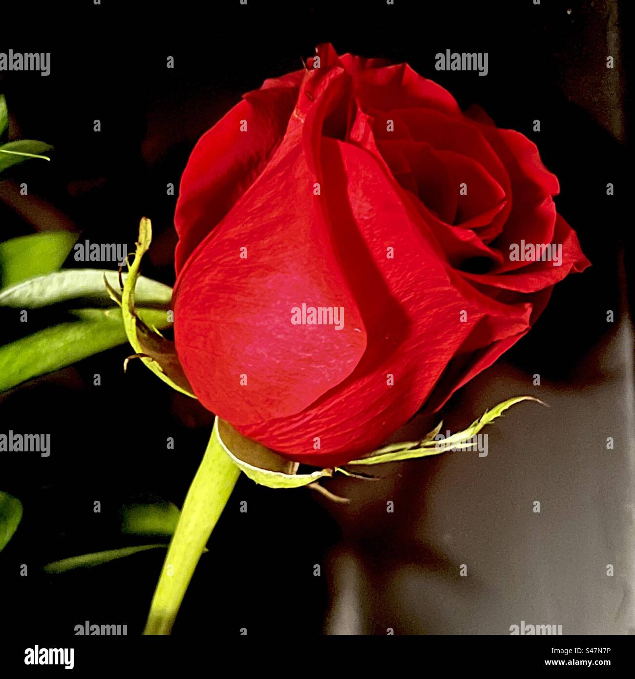 Lone red rose hi-res stock photography and images - Alamy