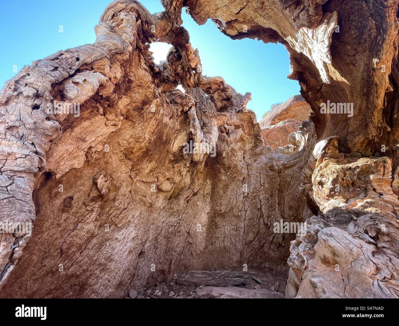 Gnarled stump hi-res stock photography and images - Alamy