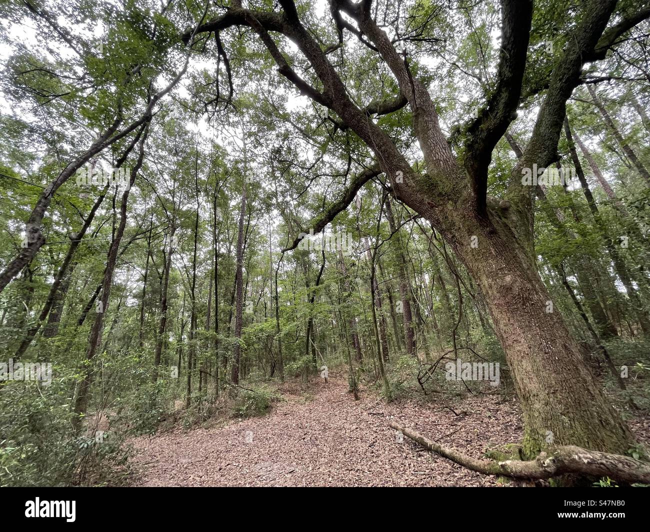 Tangled woods hi-res stock photography and images - Alamy
