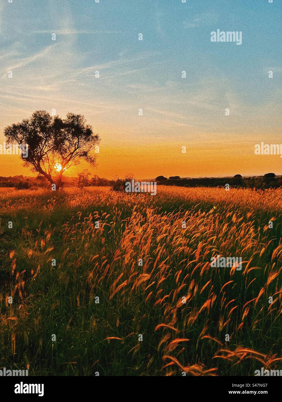 Wheat field at sunset hi-res stock photography and images - Alamy