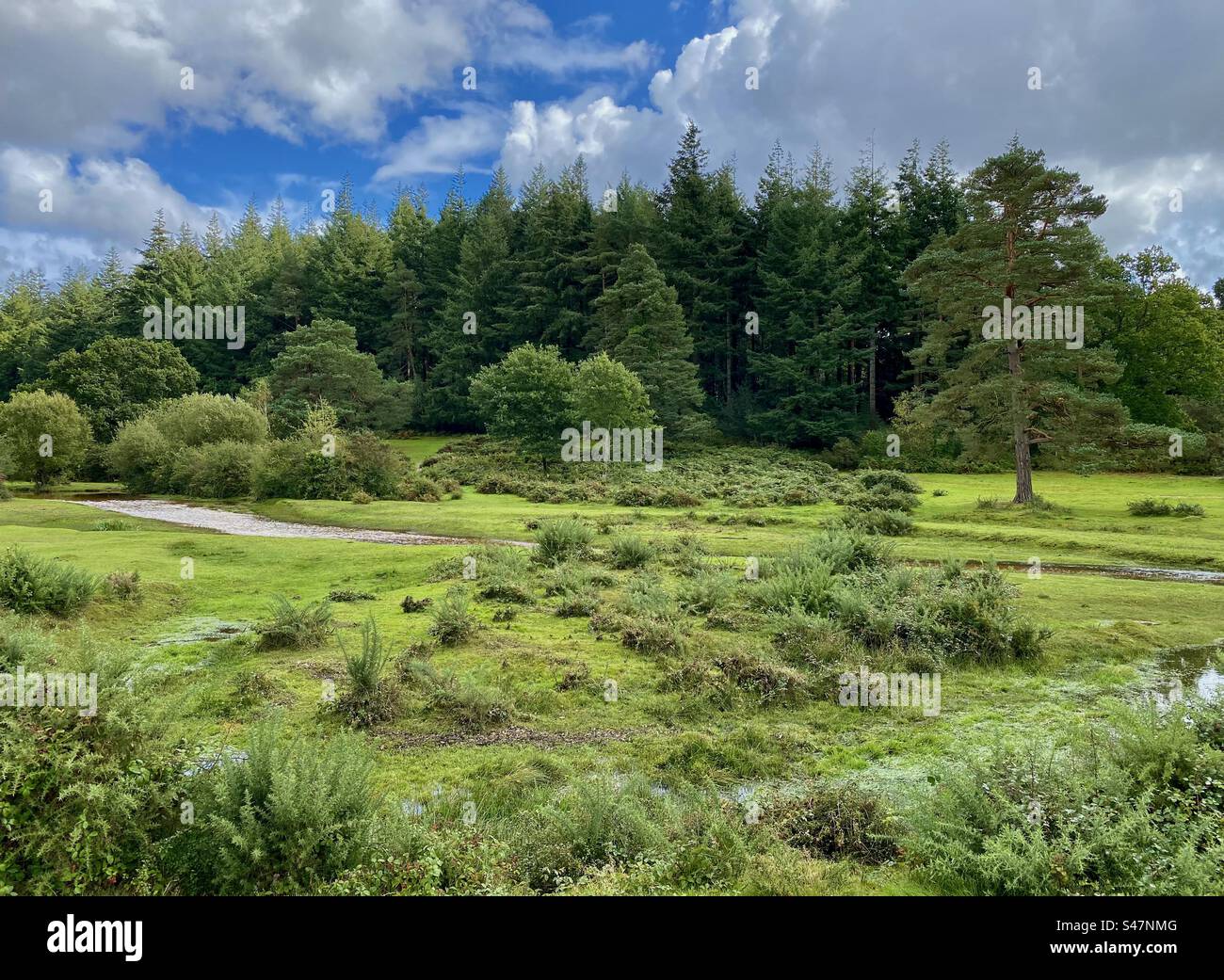 New forest enclosure hi-res stock photography and images - Alamy