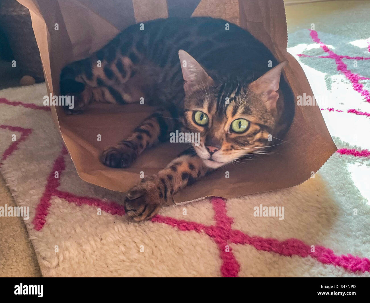 Bengal pet cat Stock Photo - Alamy