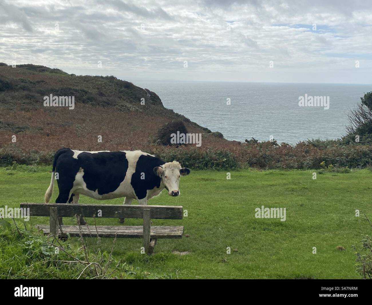 Pennard cliffs hi-res stock photography and images - Alamy