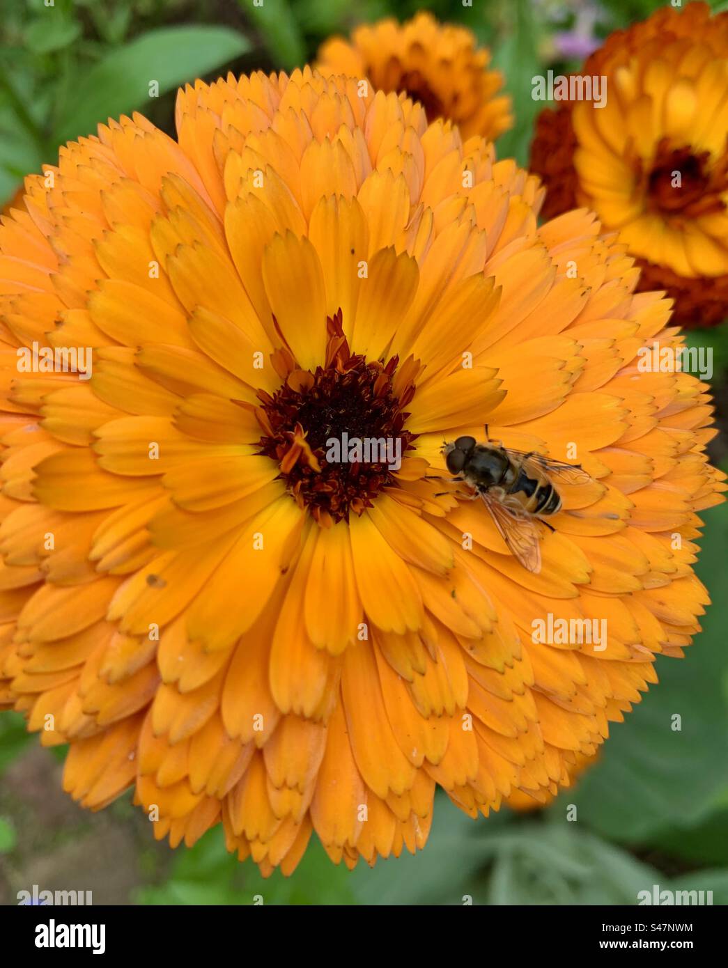 Bee on a bright yellow marigold Stock Photo - Alamy