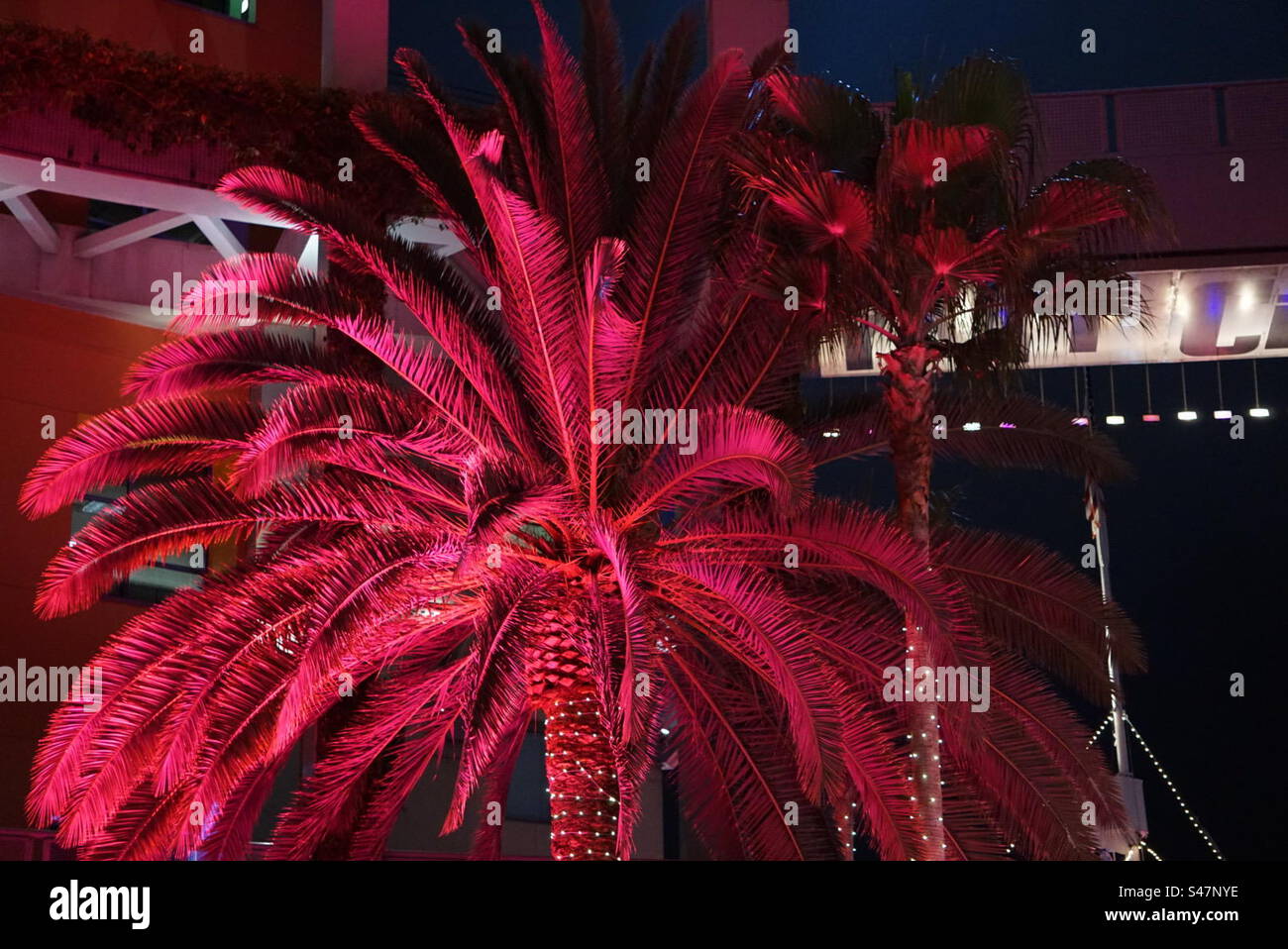 Pink palm hi-res stock photography and images - Alamy
