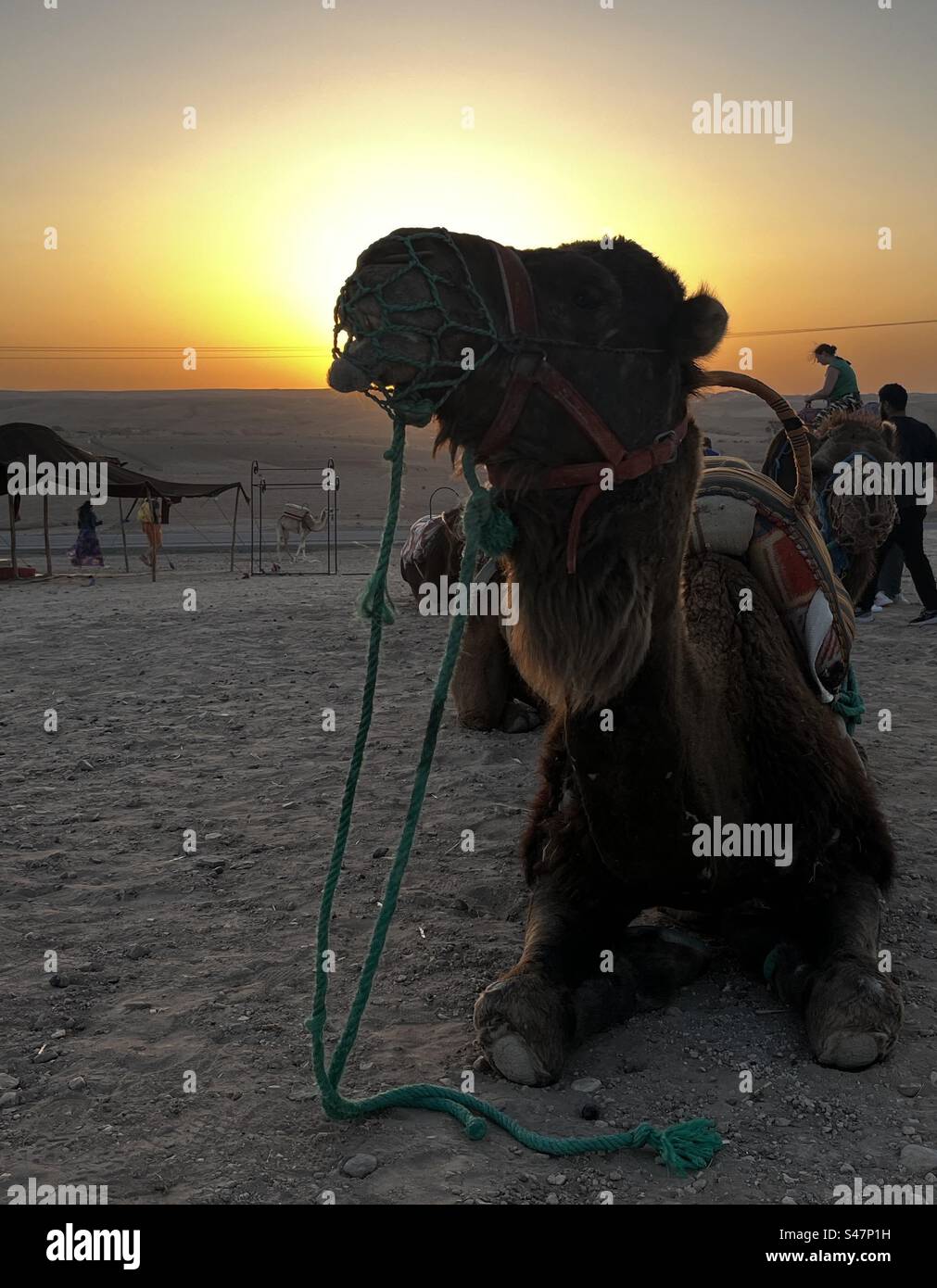 Golden camel hi-res stock photography and images - Alamy