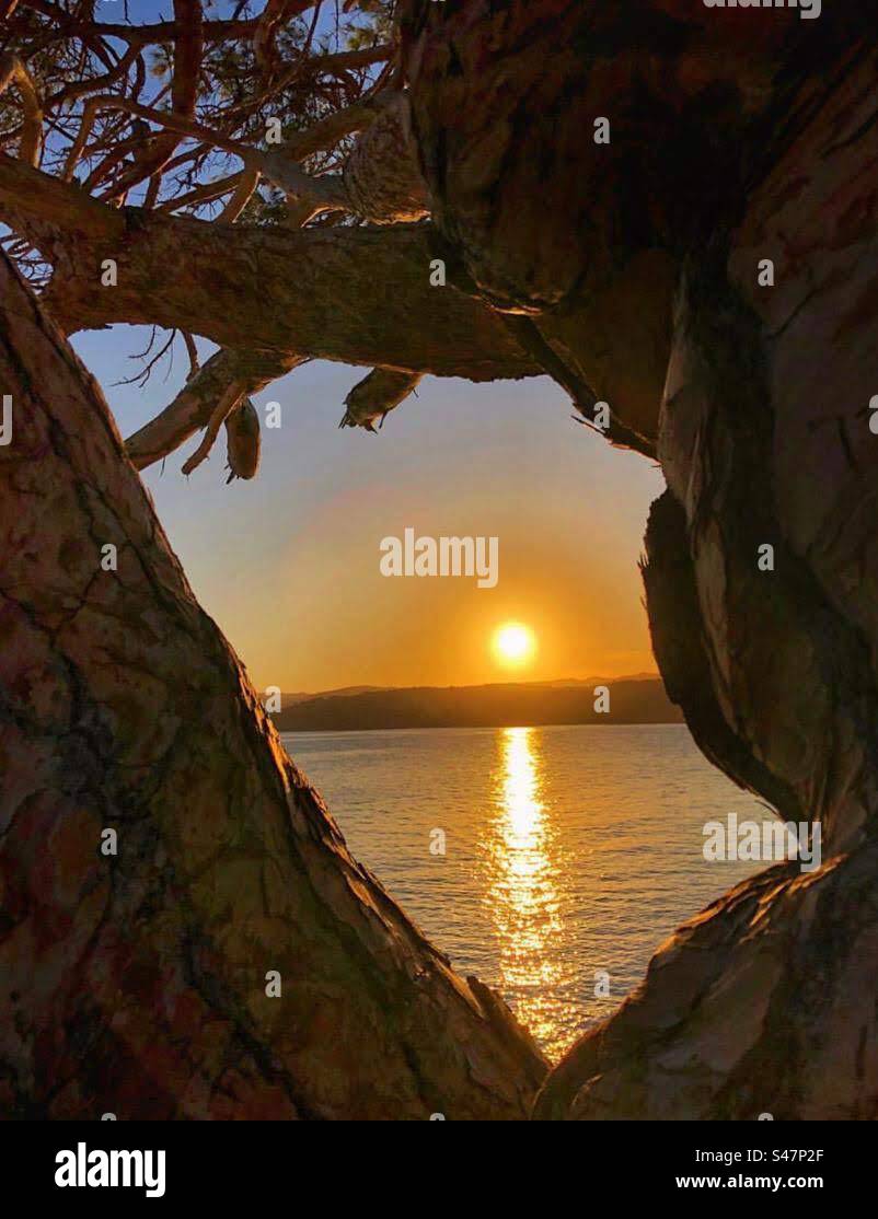 Sunset through branches Stock Photo - Alamy