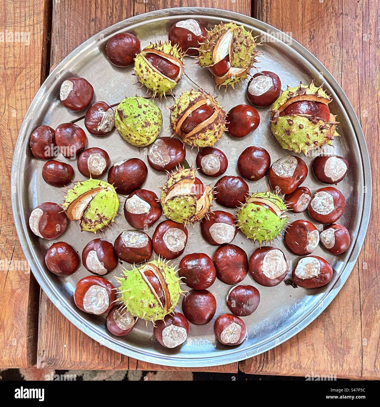 Conker husks hi-res stock photography and images - Alamy