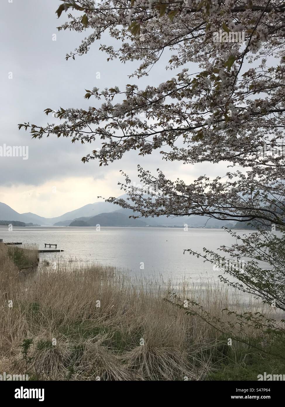 Fuji five lakes japan hi-res stock photography and images - Alamy