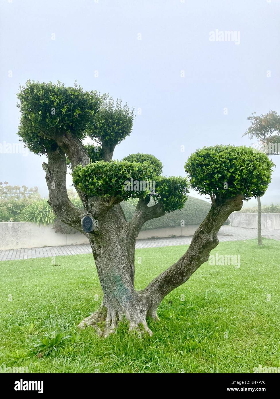 Olea europaea olive tree smartphone stock photos and images - Alamy