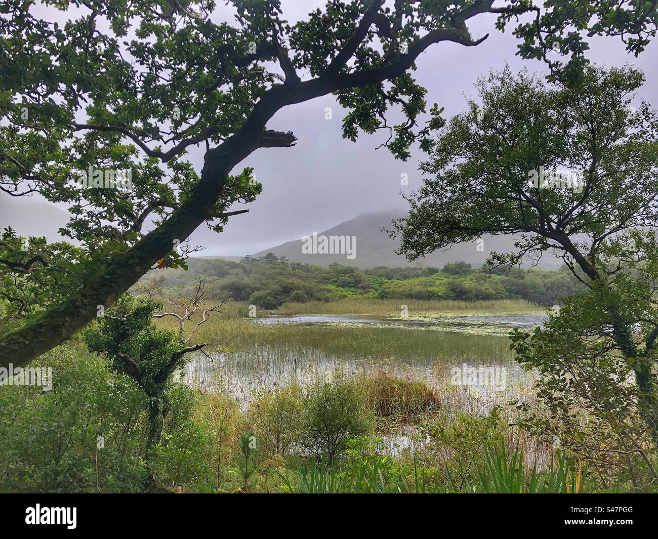 Irish ecosystem hi-res stock photography and images - Alamy