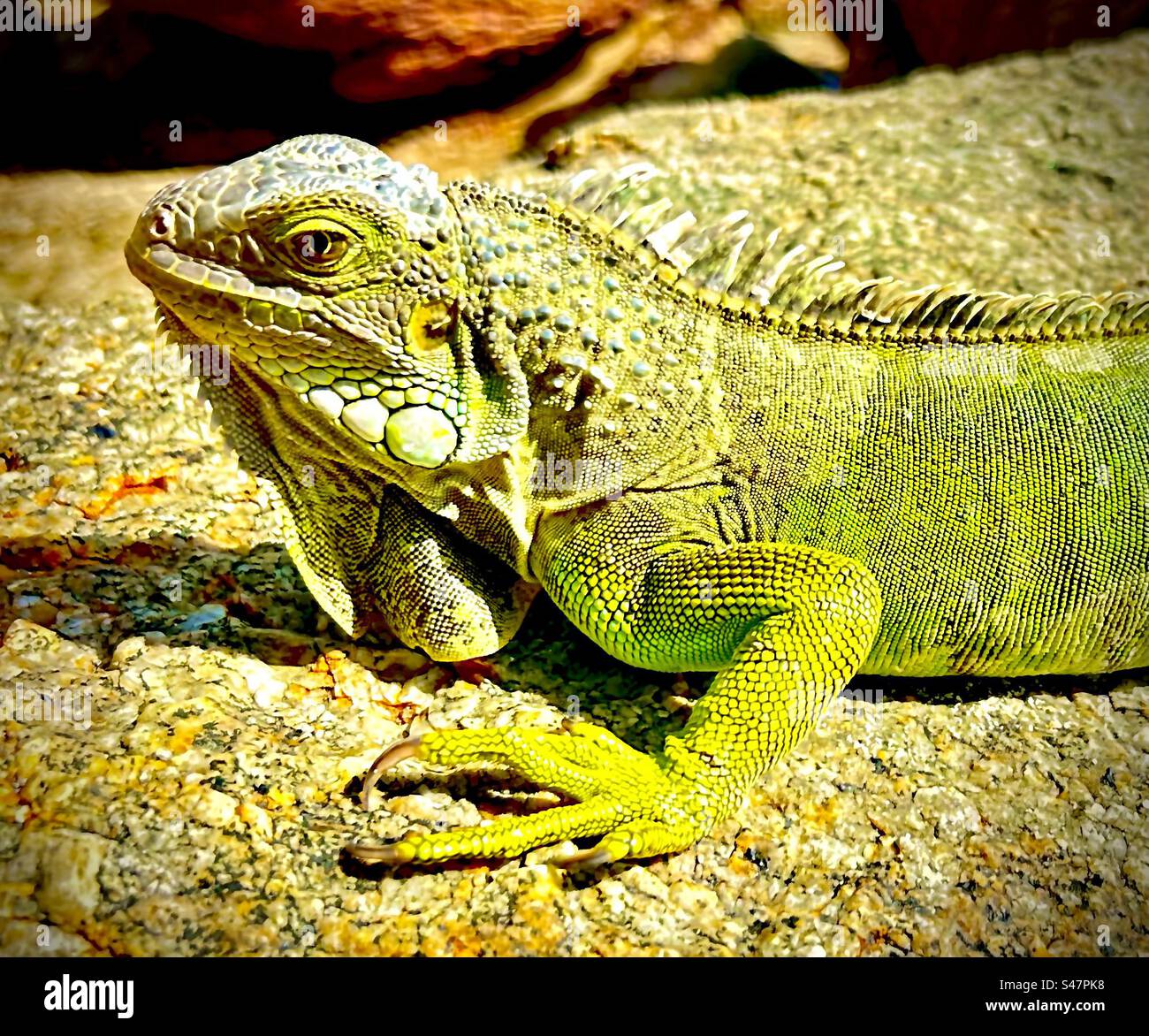 Beautiful female iguana hi-res stock photography and images - Alamy