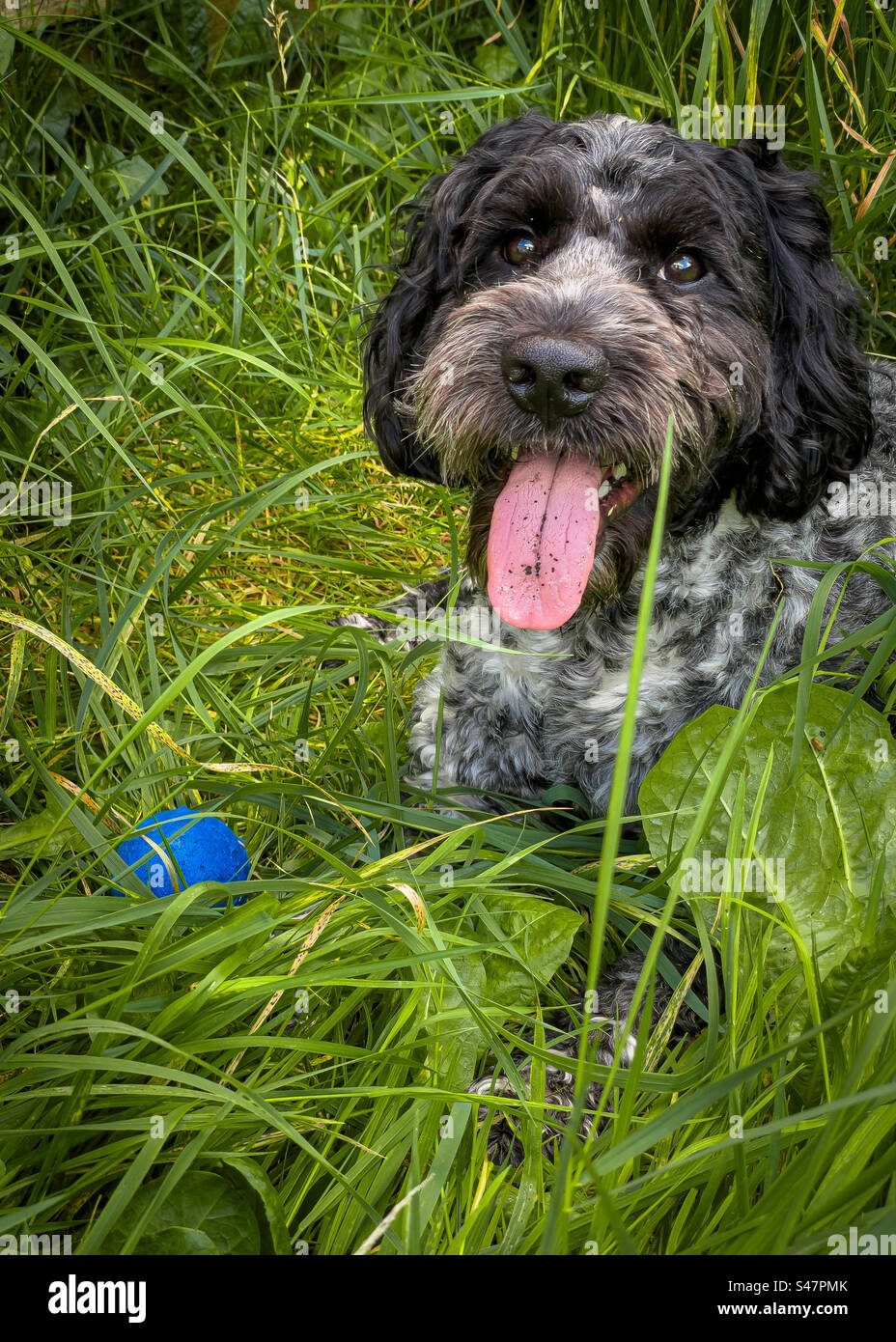 Dog in grass stockimo hi-res stock photography and images - Alamy