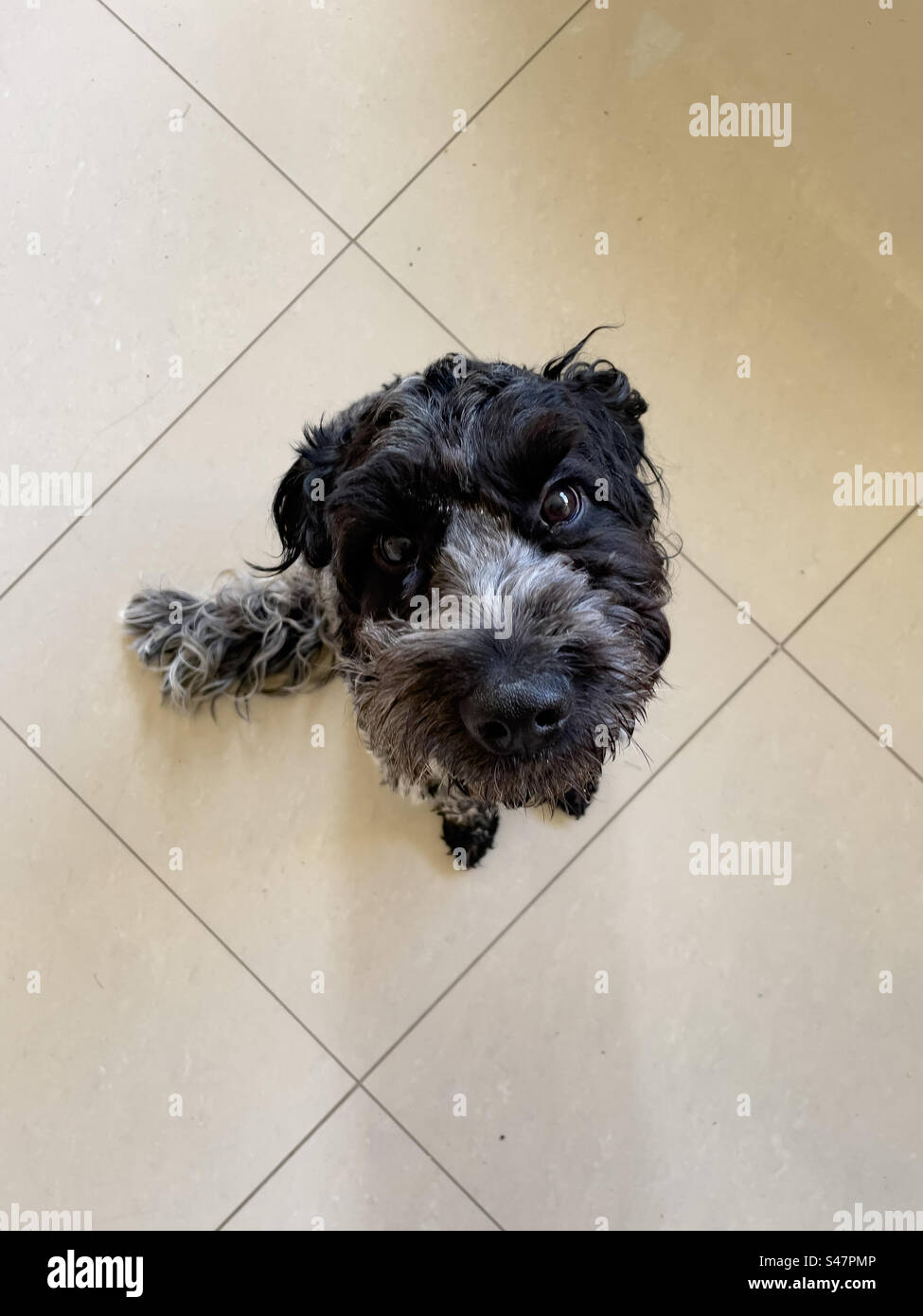 Cockapoo companion hi-res stock photography and images - Alamy