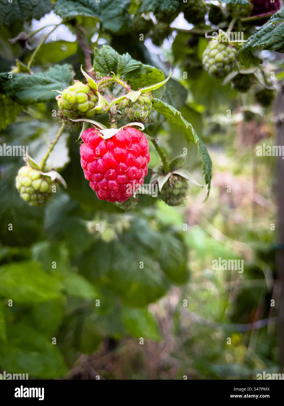 Bramble raspberry hi-res stock photography and images - Alamy