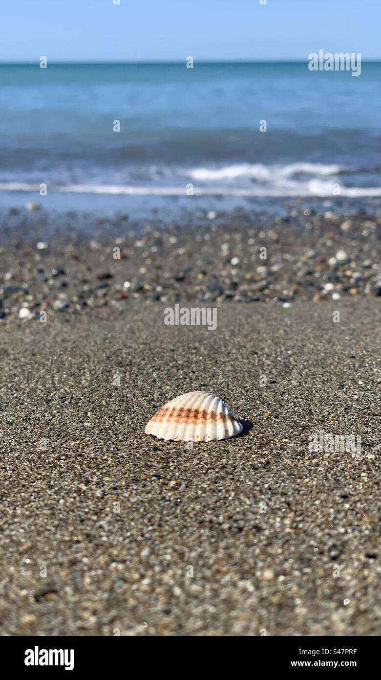 Muschel sand hi-res stock photography and images - Alamy