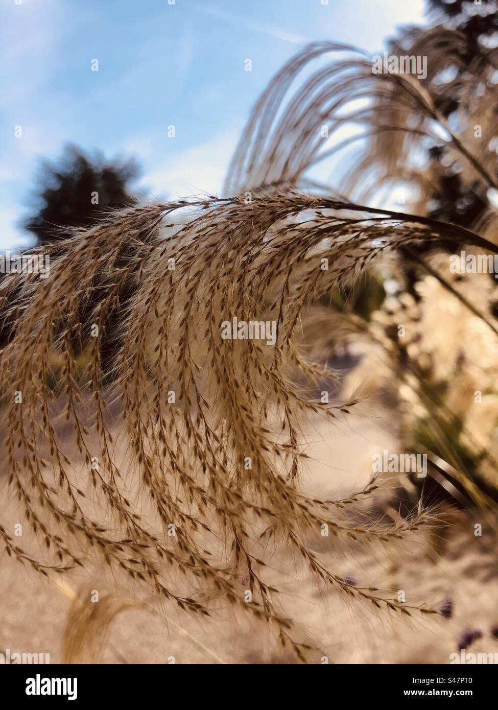Fluffy bush hi-res stock photography and images - Alamy