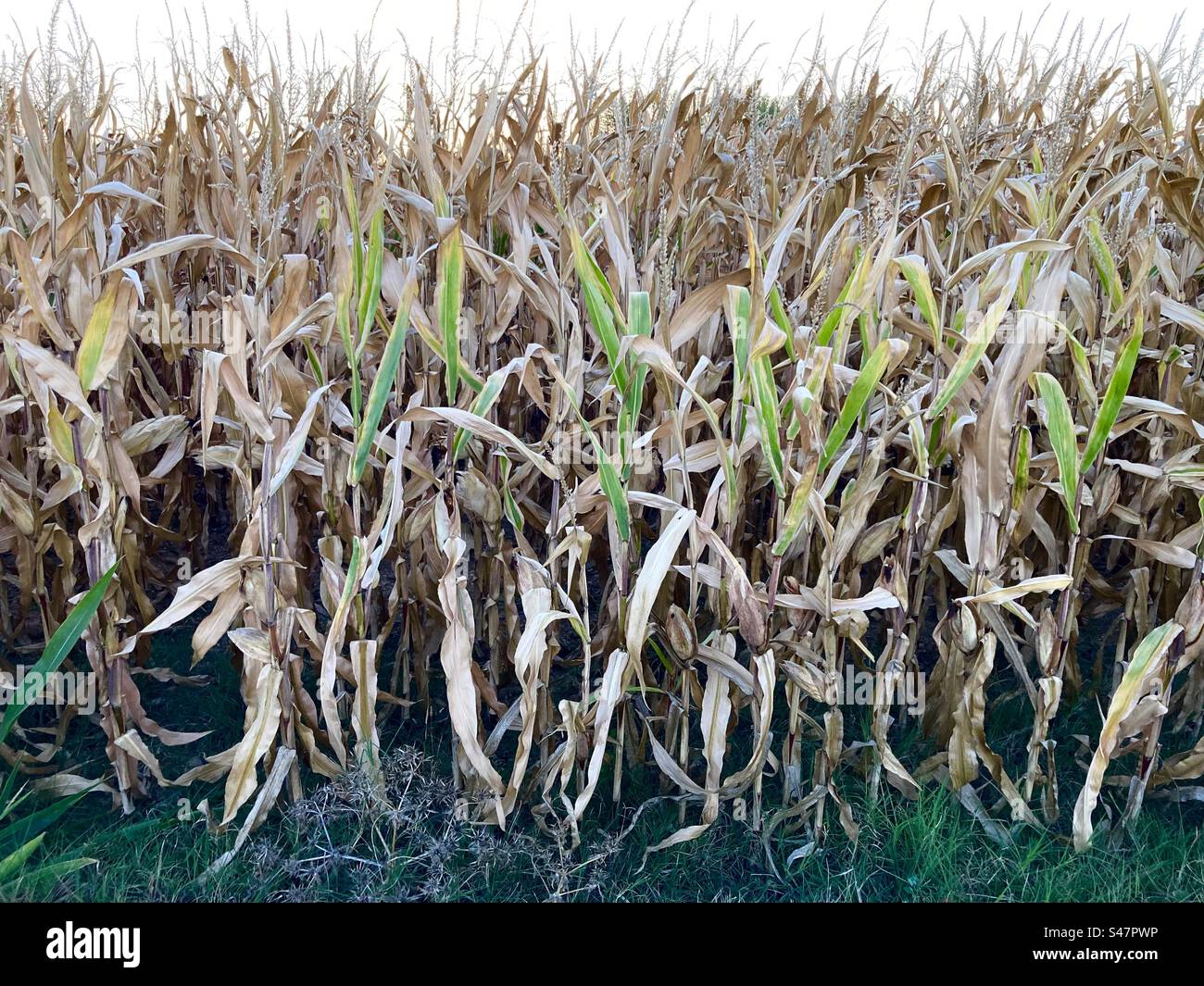 Dry corn maize hi-res stock photography and images - Alamy