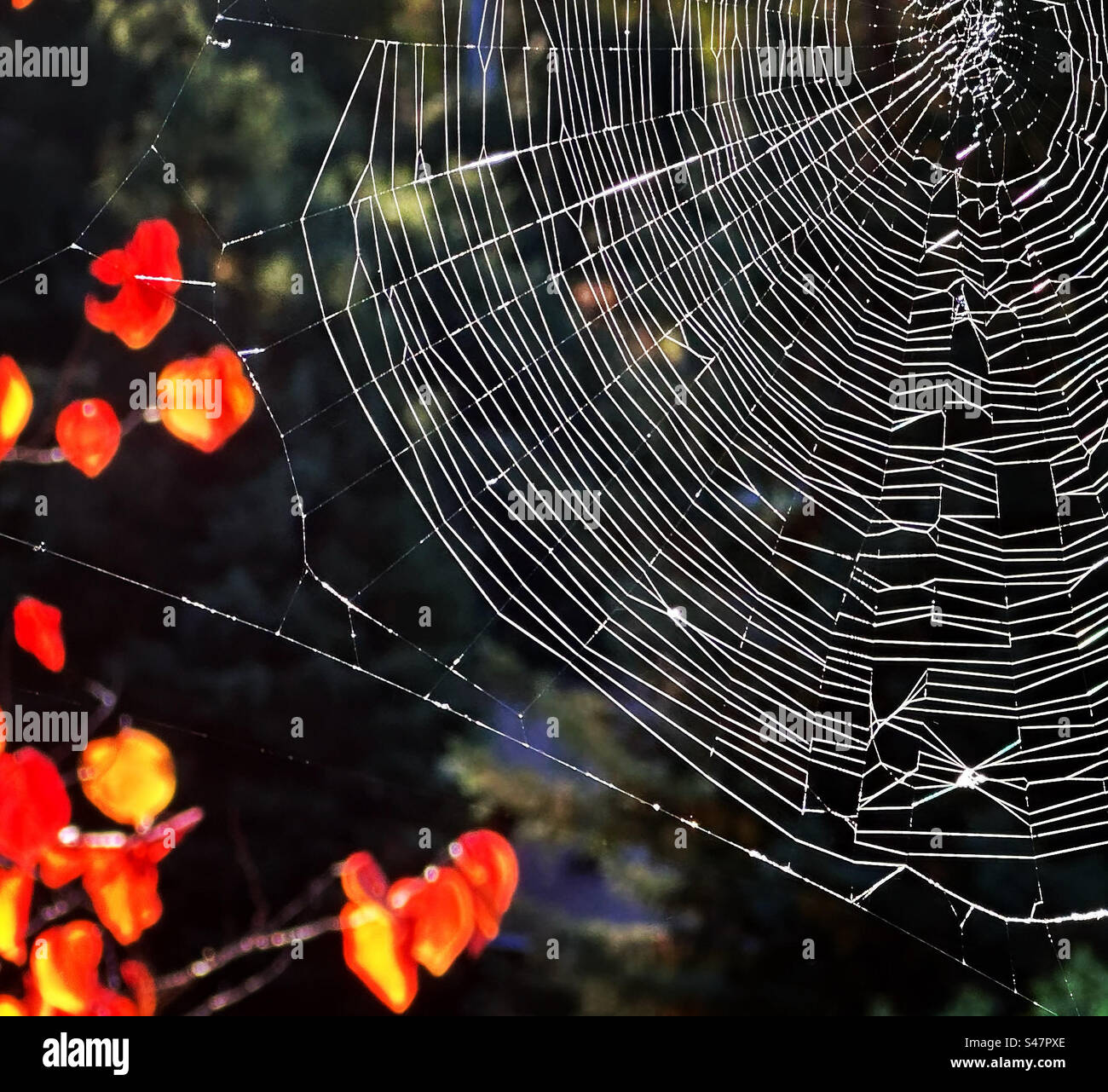 October spider hi-res stock photography and images - Alamy