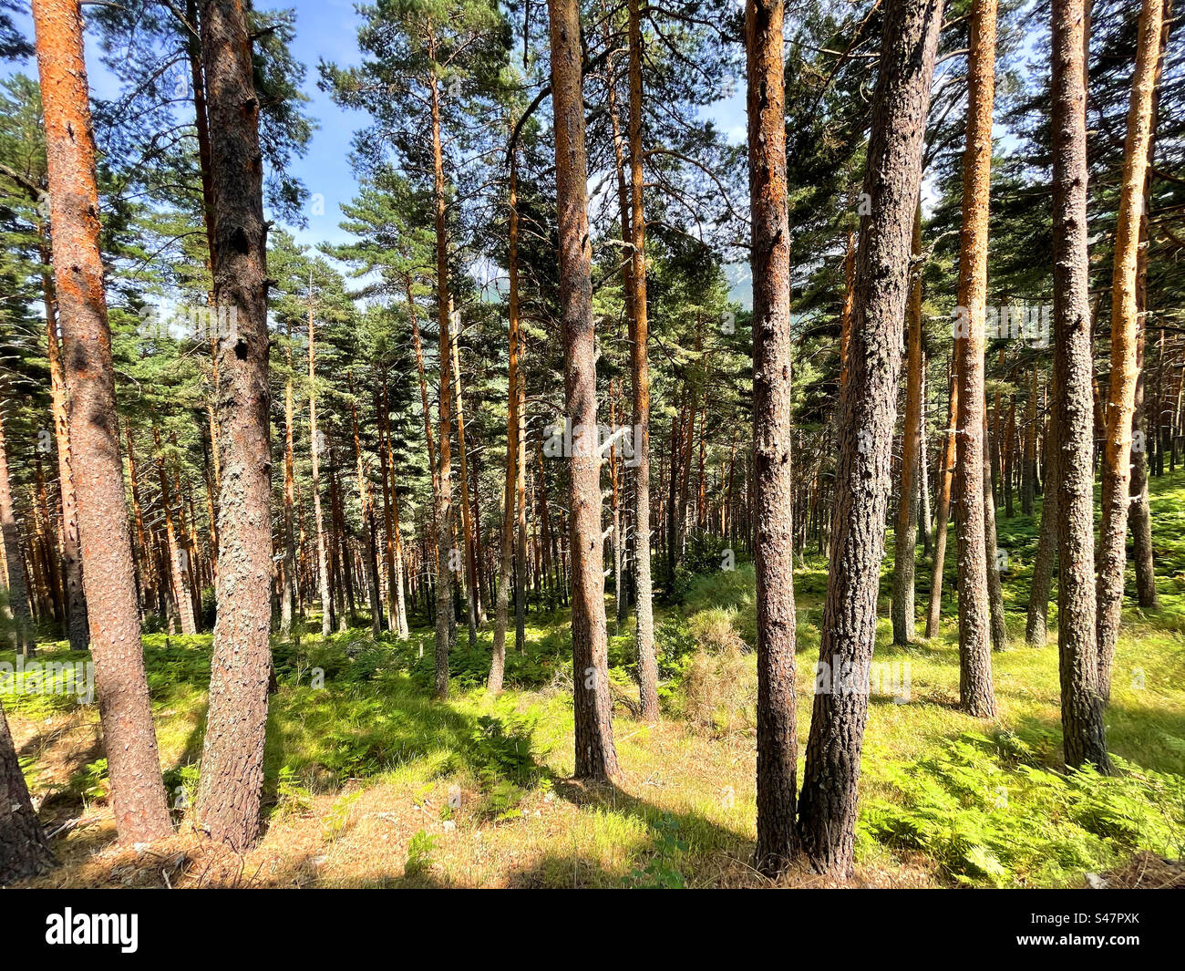 Sierra guadarrama pine hi-res stock photography and images - Alamy