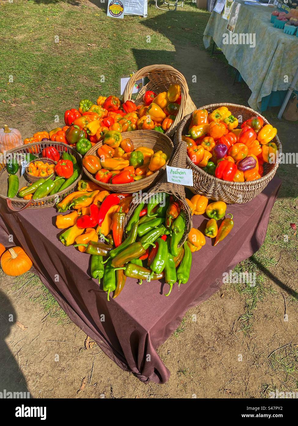 Table of peppers at a farmers market in Vermont Stock Photo - Alamy