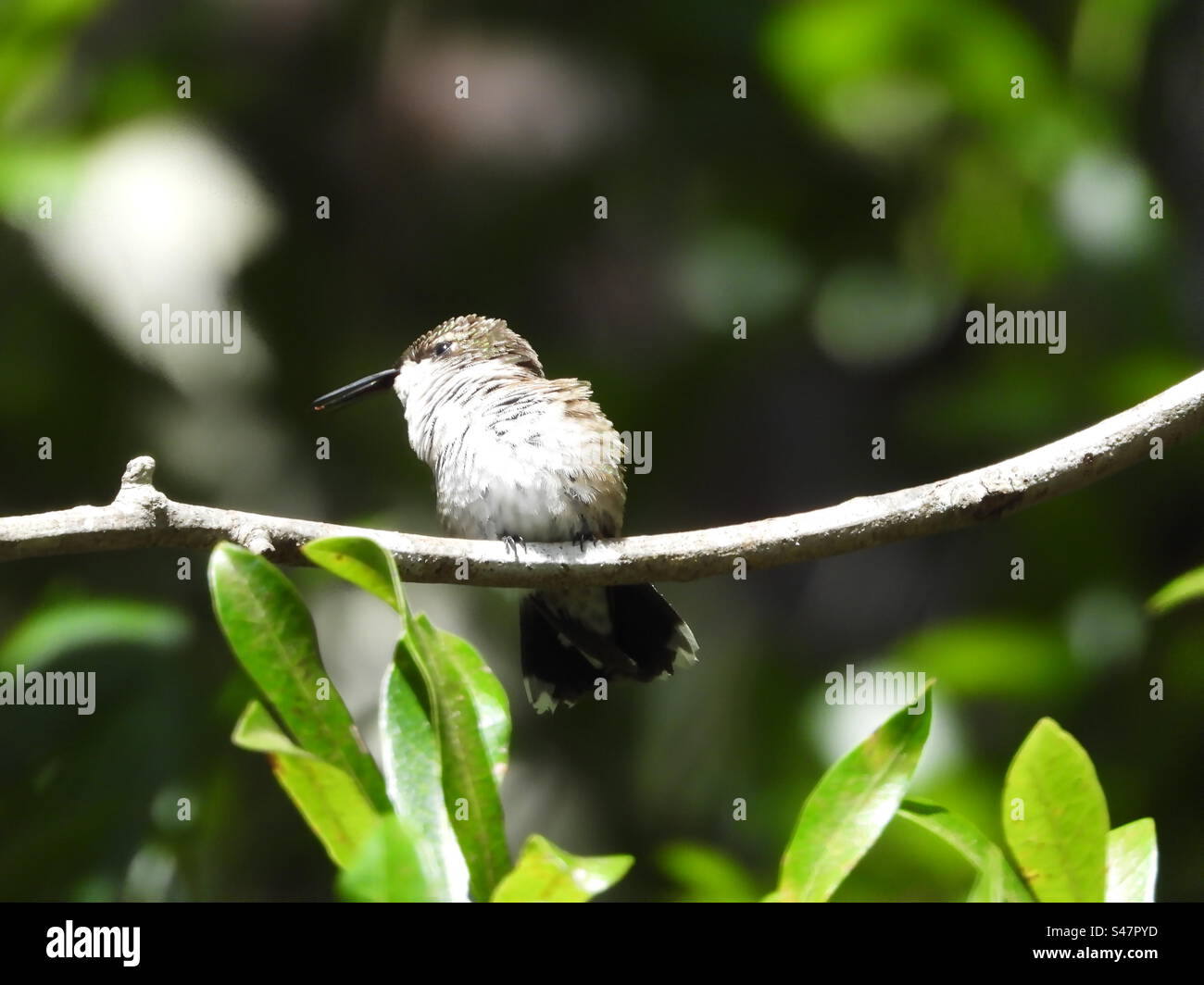 Archilochus is a genus of hummingbirds. It consists of two small ...