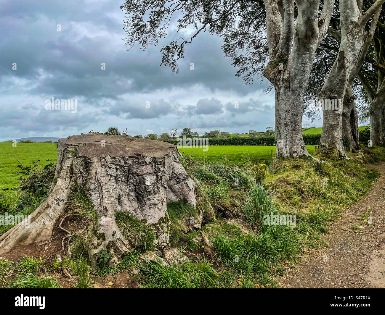 The dark hedges, Northern Ireland Stock Photo - Alamy