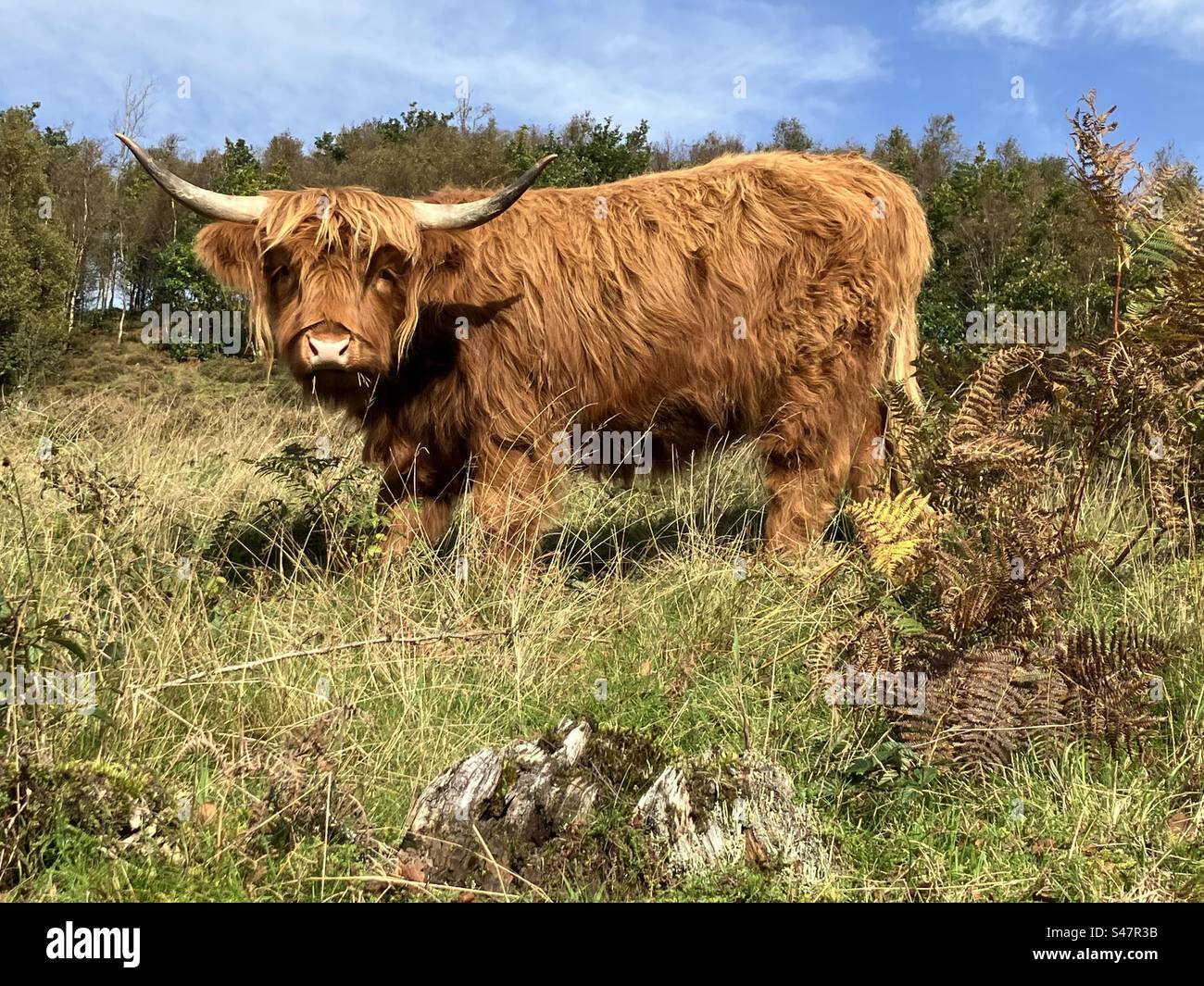 Hairy brown cow hi-res stock photography and images - Alamy