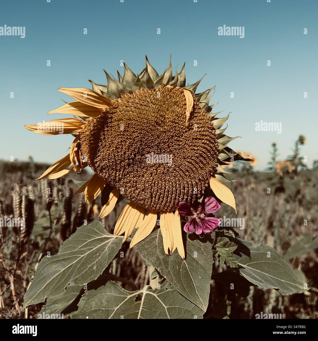 Faded sunflower hi-res stock photography and images - Alamy