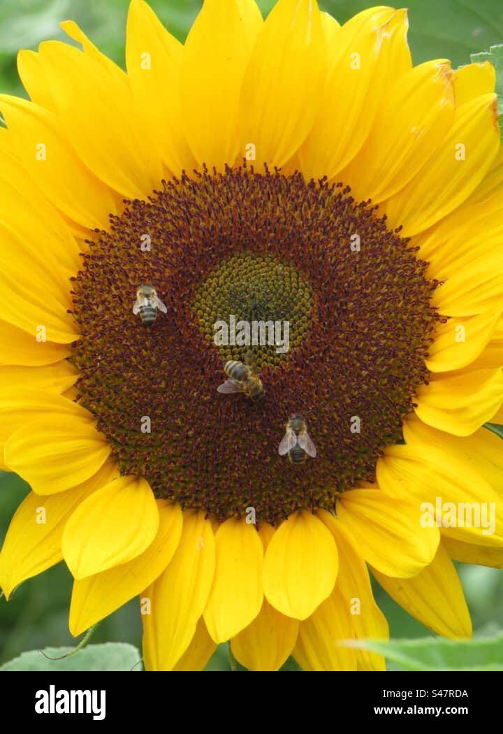 Sunflower with Bees Stock Photo - Alamy