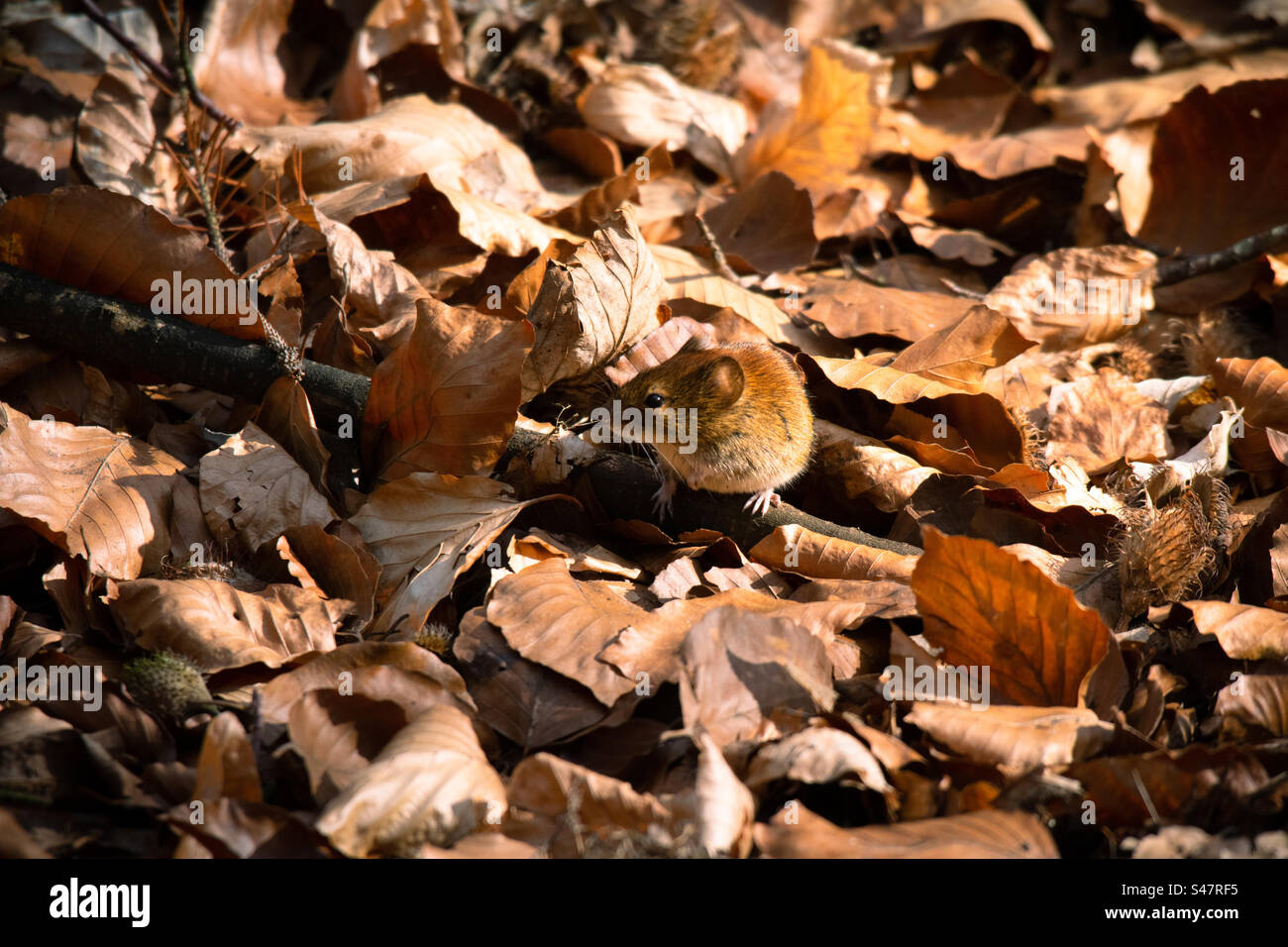 Mouse and leaves hi-res stock photography and images - Alamy