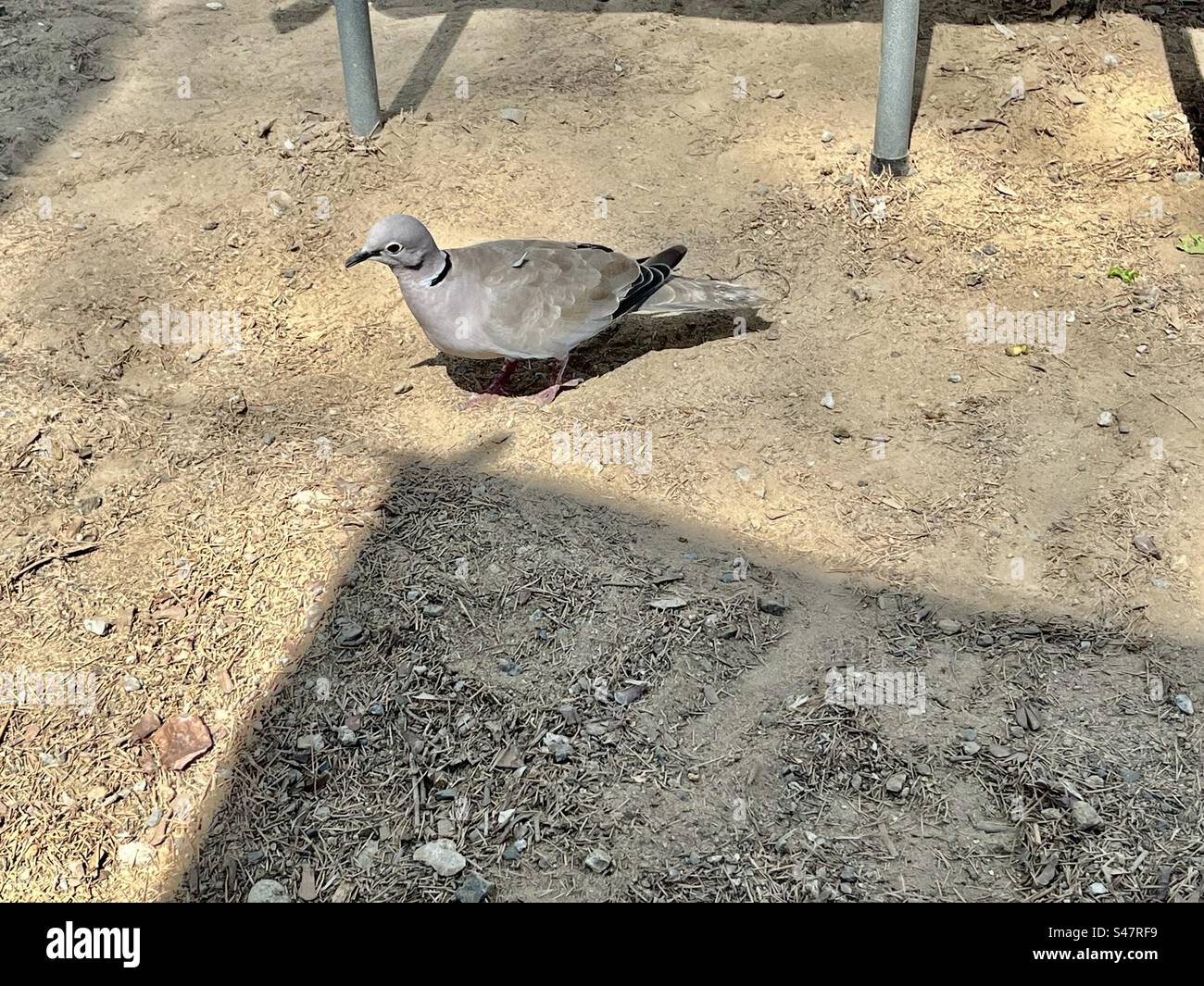 Bird tables hi-res stock photography and images - Alamy