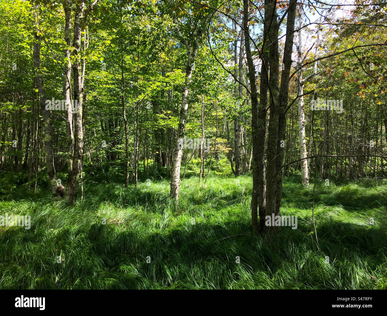 Acadia National Park Stock Photo - Alamy