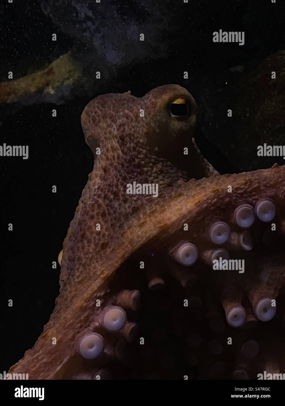 Half octopus hi-res stock photography and images - Alamy