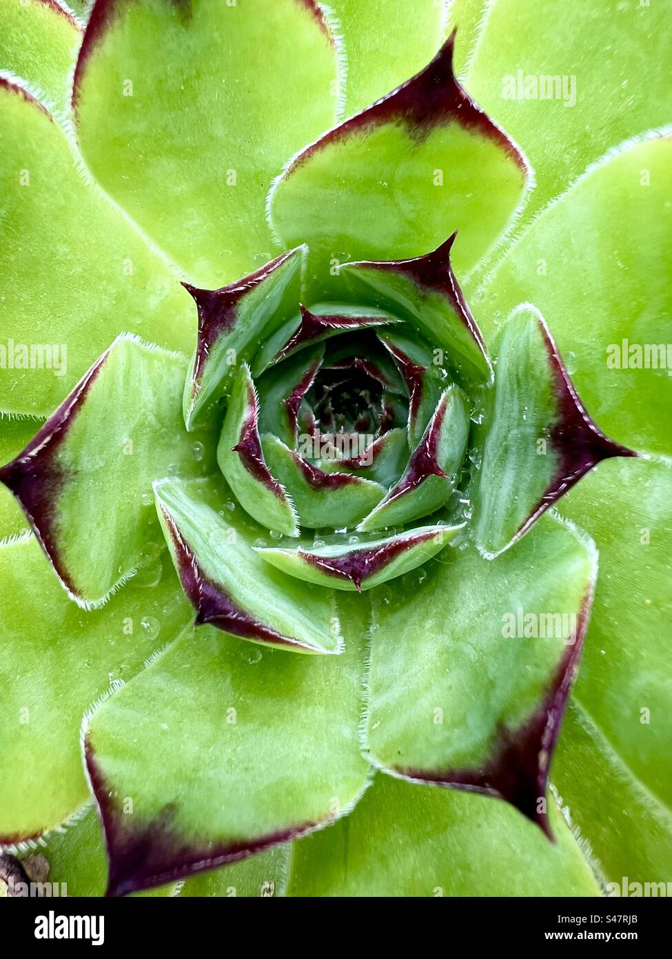 Stone plant hi-res stock photography and images - Alamy