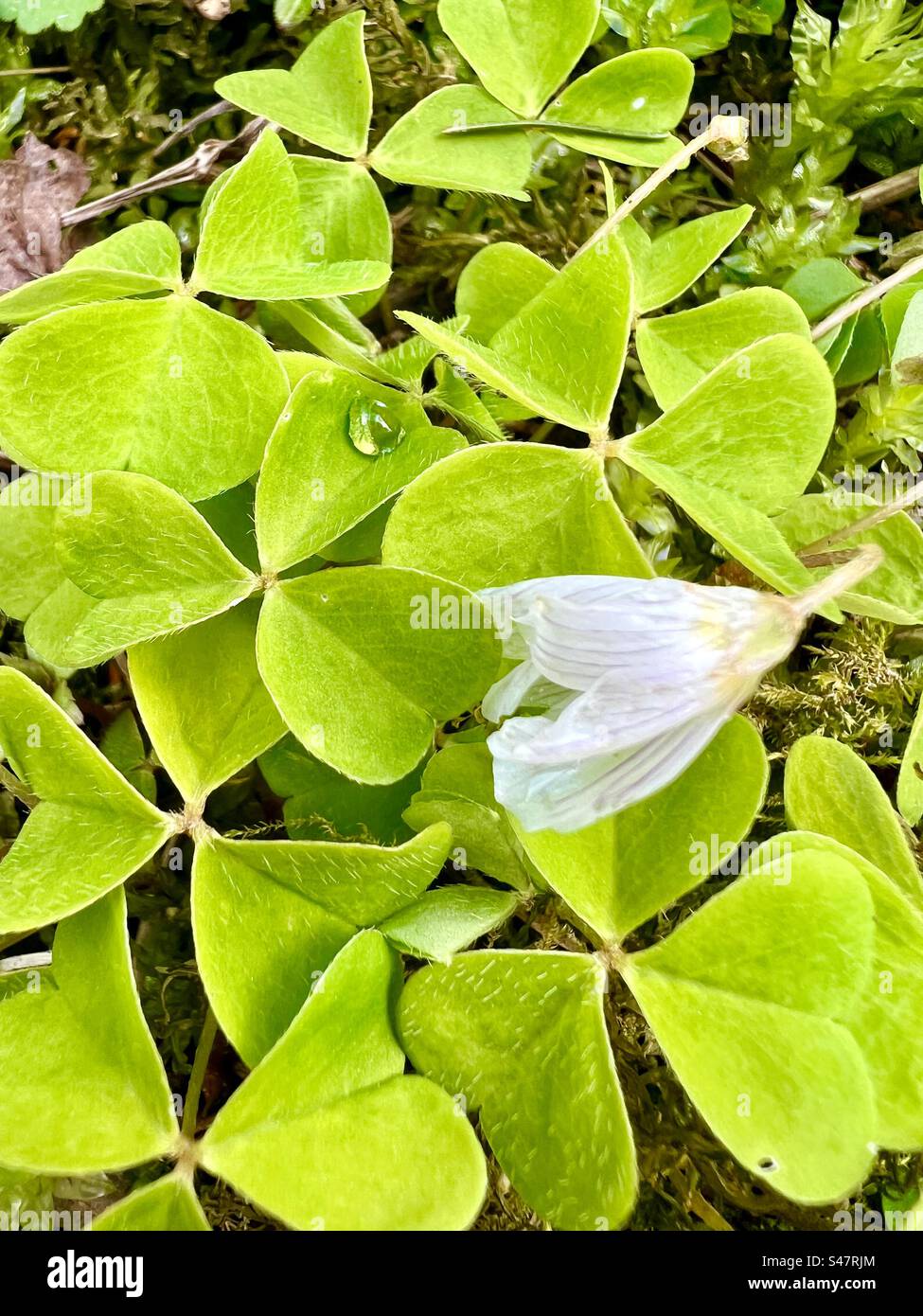 Kleeblatt hi-res stock photography and images - Alamy