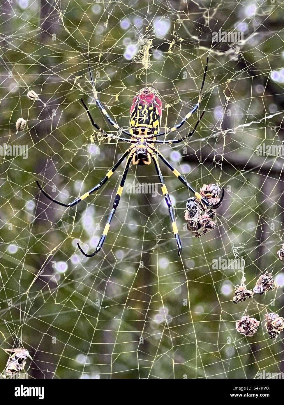 Joro spider web hi-res stock photography and images - Alamy