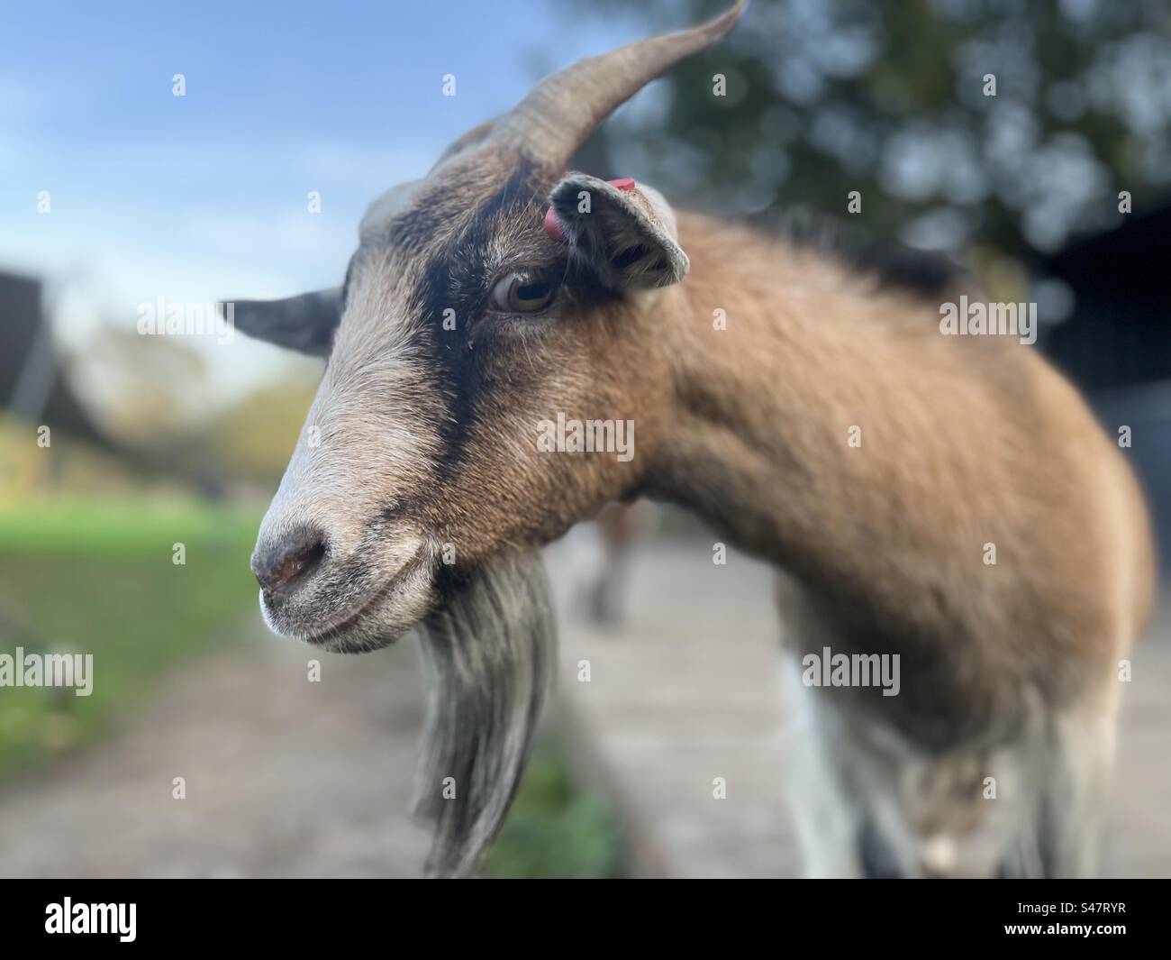 A goat is seen in a farm in Hampshire Stock Photo - Alamy