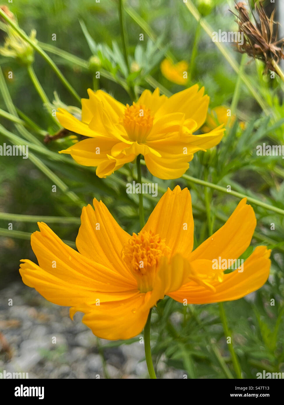 Aster like plant hi-res stock photography and images - Alamy