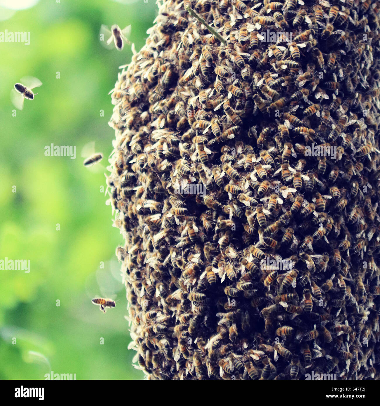 Swarm insects england hi-res stock photography and images - Alamy