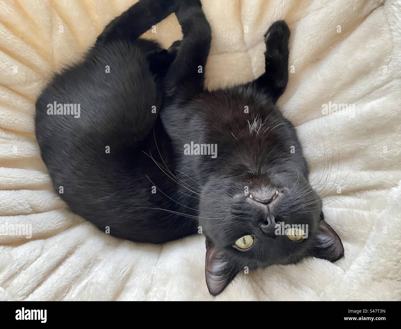 Black cat in tree hi-res stock photography and images - Alamy