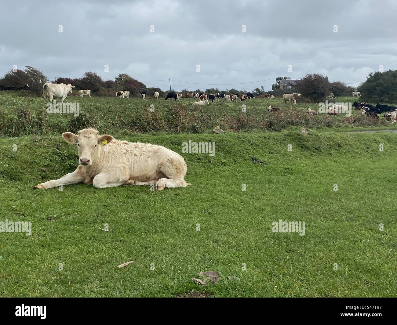 Pennard gower hi-res stock photography and images - Alamy