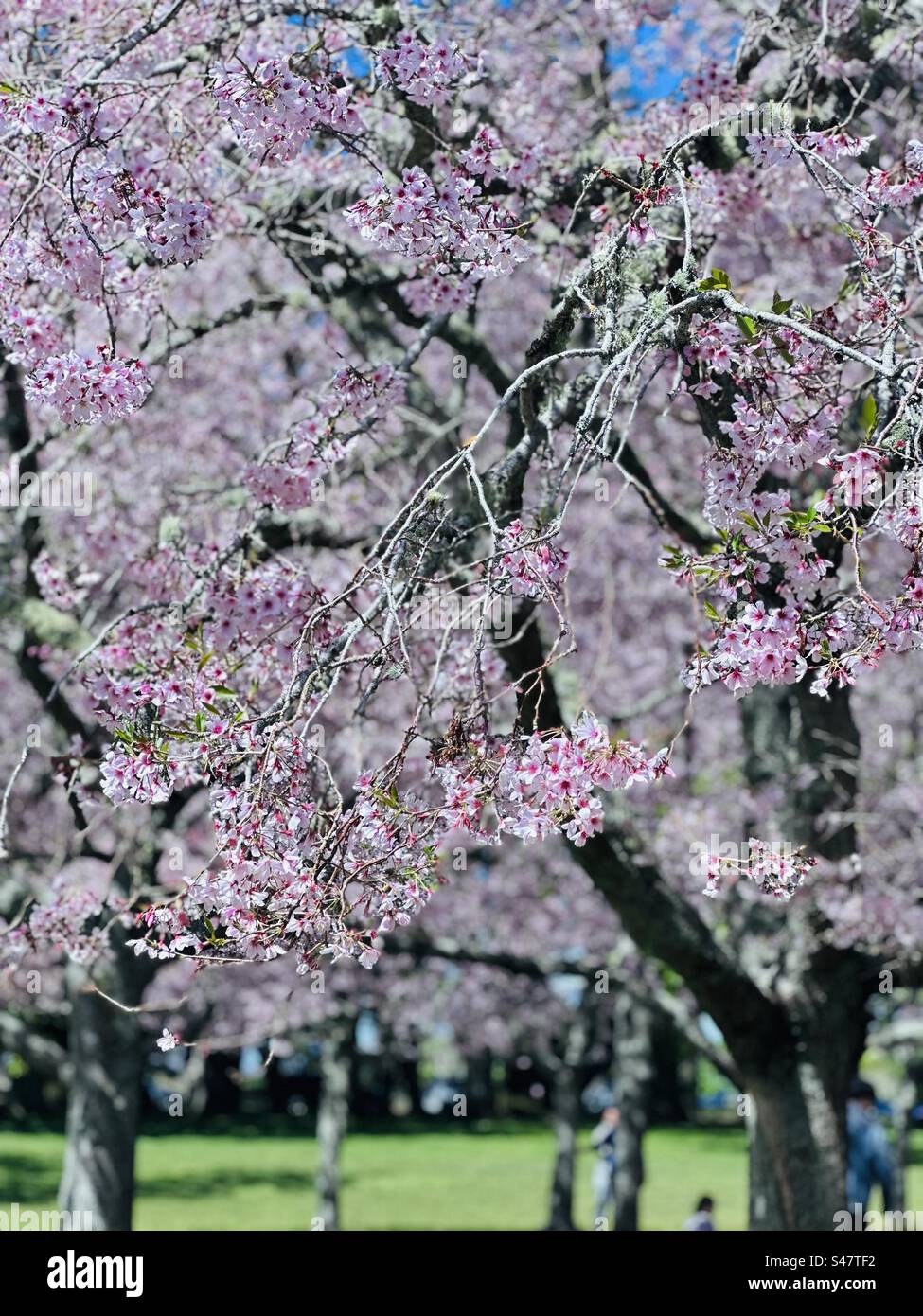 Blossoms new zealand hi-res stock photography and images - Alamy