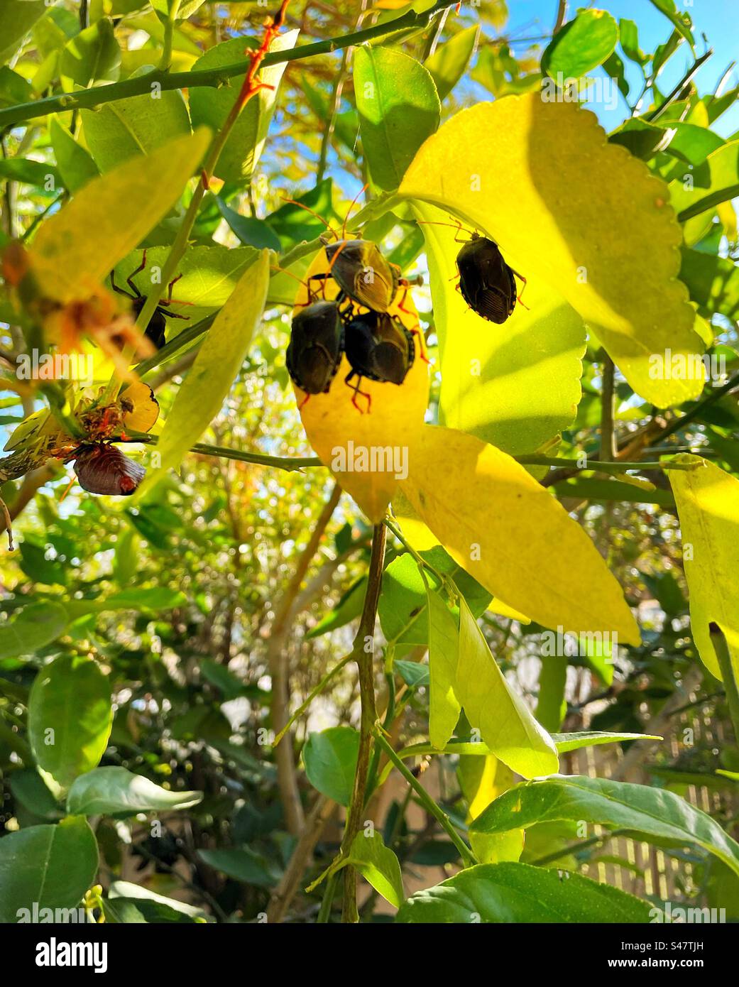 Citrus bug hi-res stock photography and images - Alamy