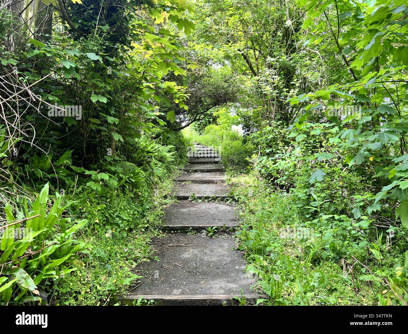 Pathway through green hi-res stock photography and images - Alamy