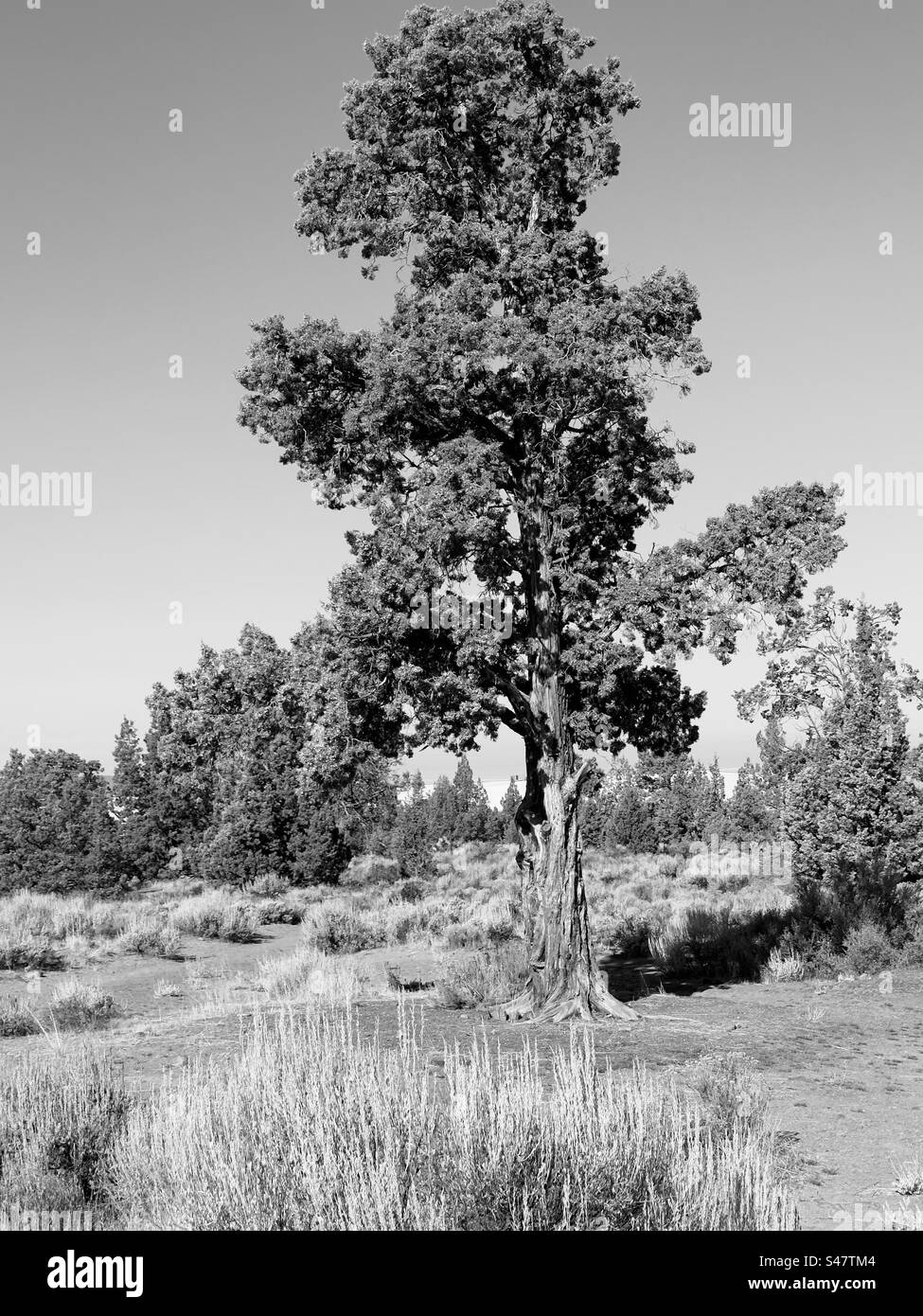 Desert tree Black and White Stock Photos & Images - Alamy