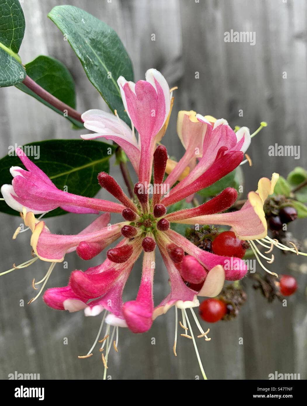 Pink honeysuckle with red berries Stock Photo - Alamy