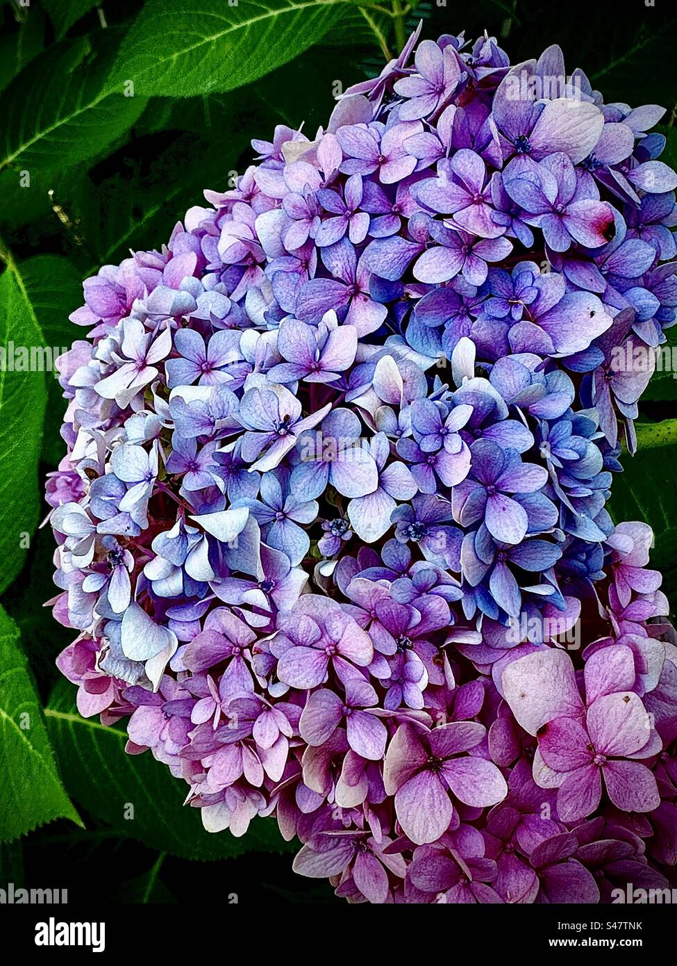 Hydrangeas backgrounds hi-res stock photography and images - Alamy
