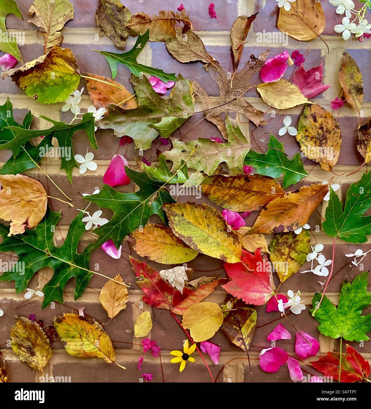 Fall collage hi-res stock photography and images - Alamy